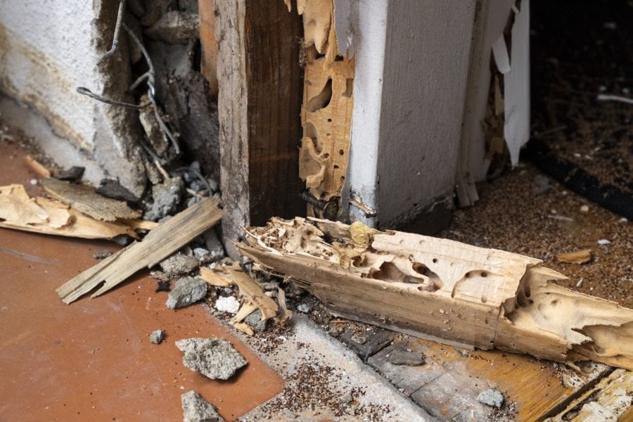 Termite Inspection Clermont FL | Atkinson Inspection Services